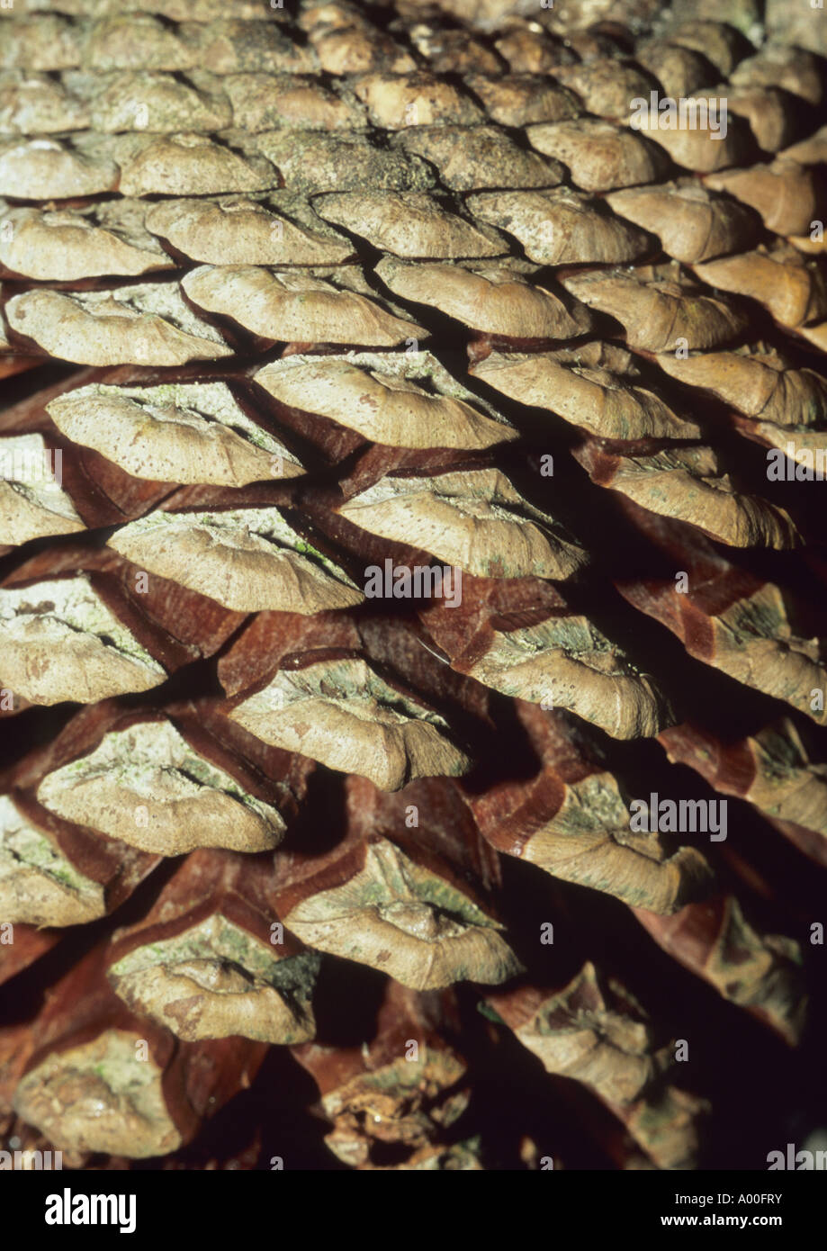 Tim cono immagini e fotografie stock ad alta risoluzione - Alamy