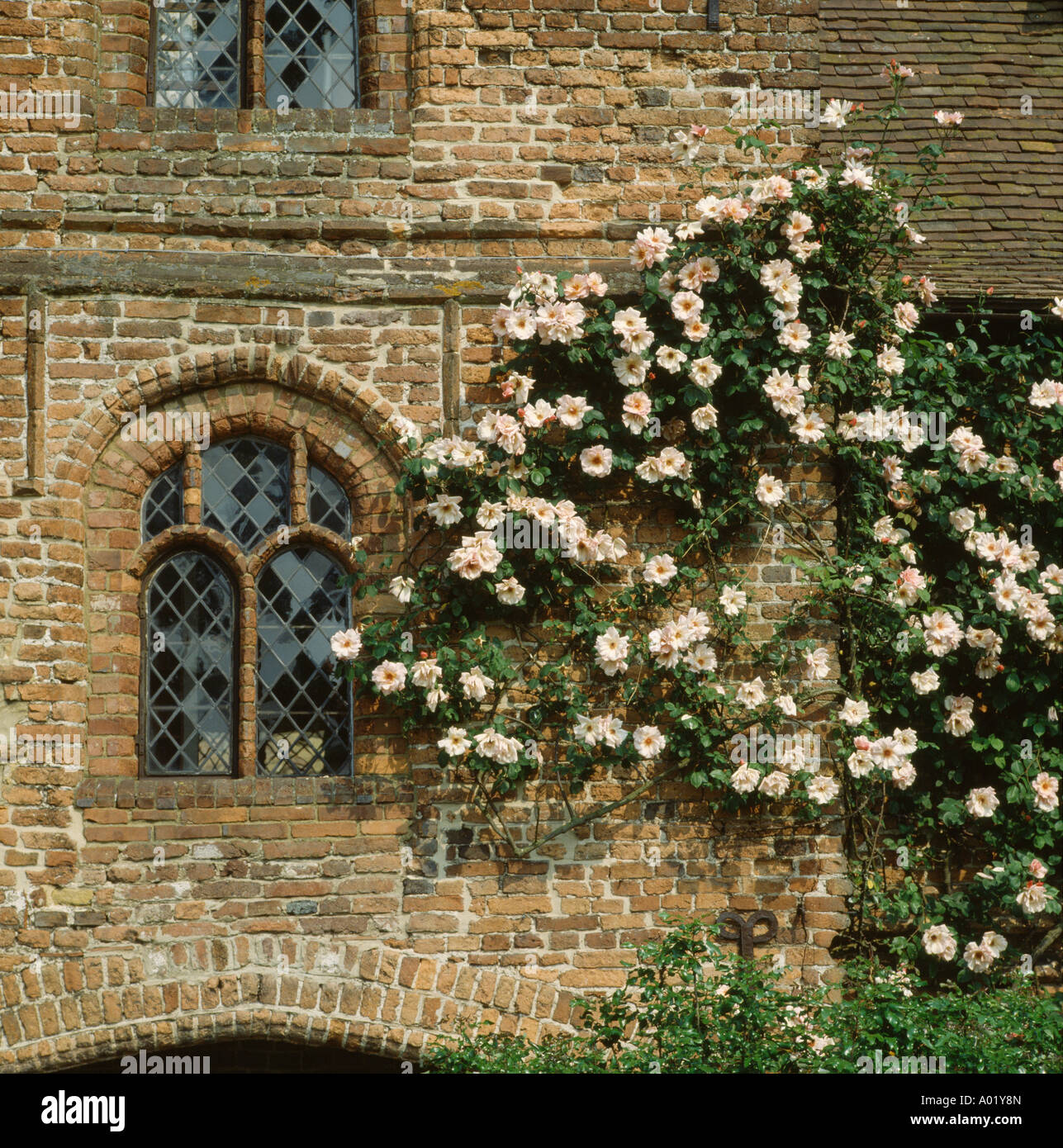 Rosa rosa rampicante sul muro di pietra del borgo medievale di country ...