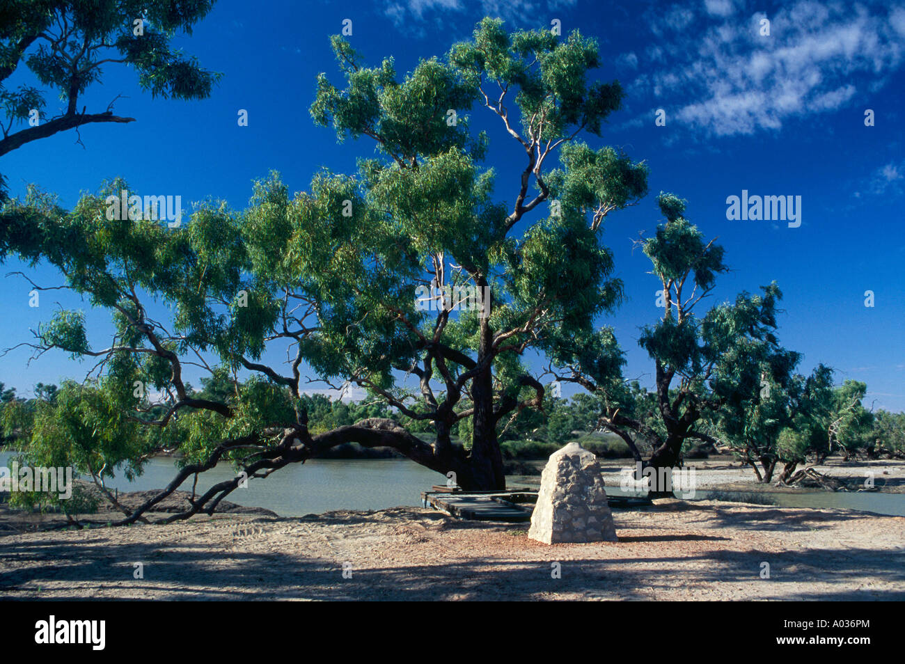Coolibah tree immagini e fotografie stock ad alta risoluzione - Alamy