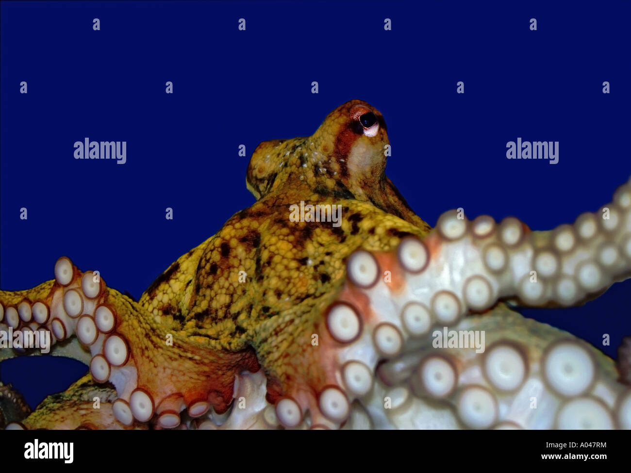 Octopus octopus vulgaris aquarium immagini e fotografie stock ad alta ...