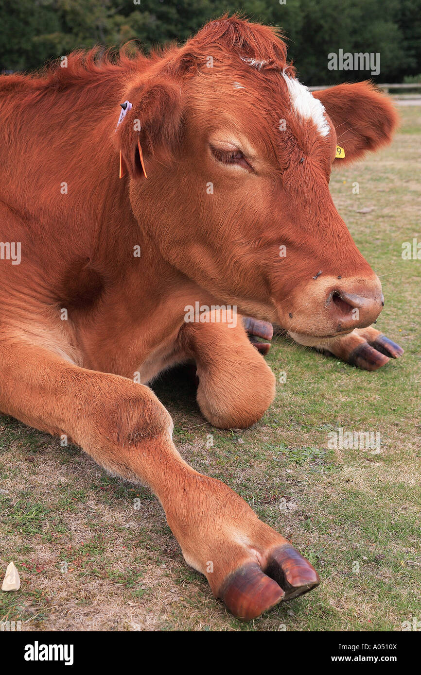 Mucca animale dell'inghilterra immagini e fotografie stock ad alta ...