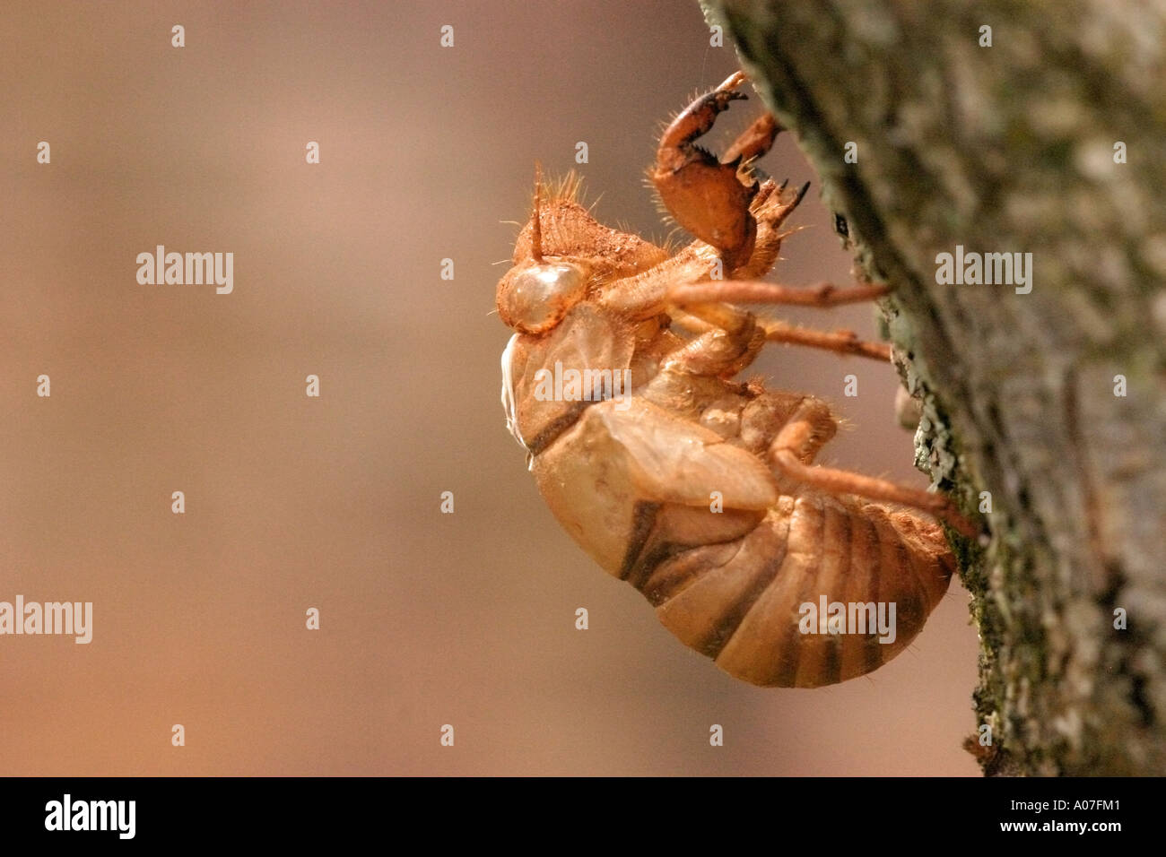 Carapace insect immagini e fotografie stock ad alta risoluzione - Alamy
