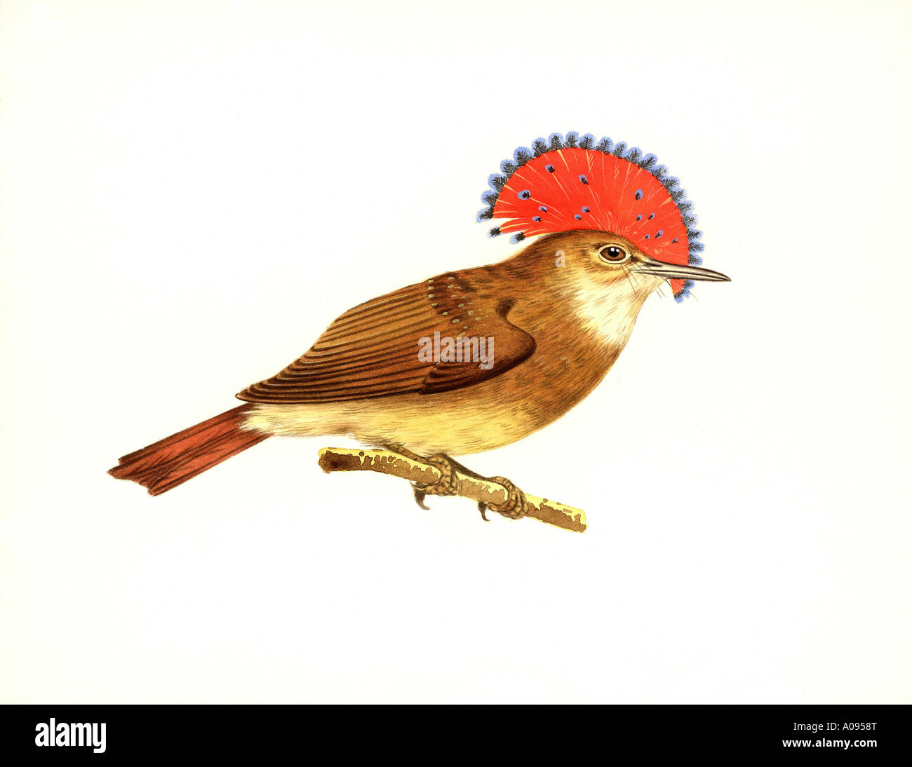 Royal flycatcher immagini e fotografie stock ad alta risoluzione - Alamy