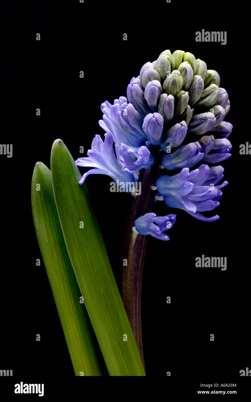 Cultivar di giacinto immagini e fotografie stock ad alta risoluzione ...