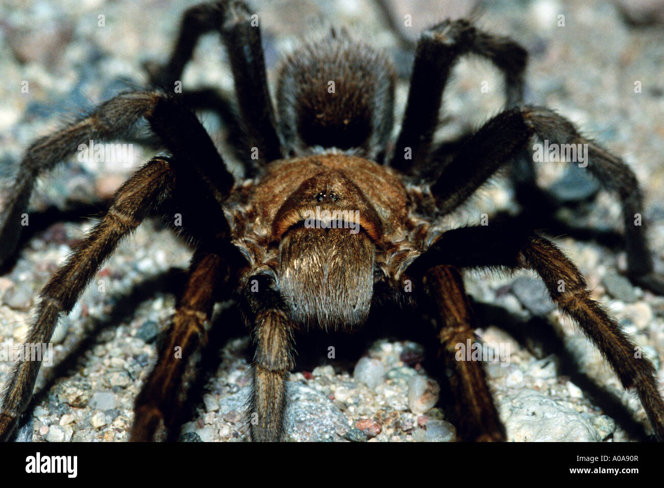 Tarantula theraphosidae immagini e fotografie stock ad alta risoluzione ...
