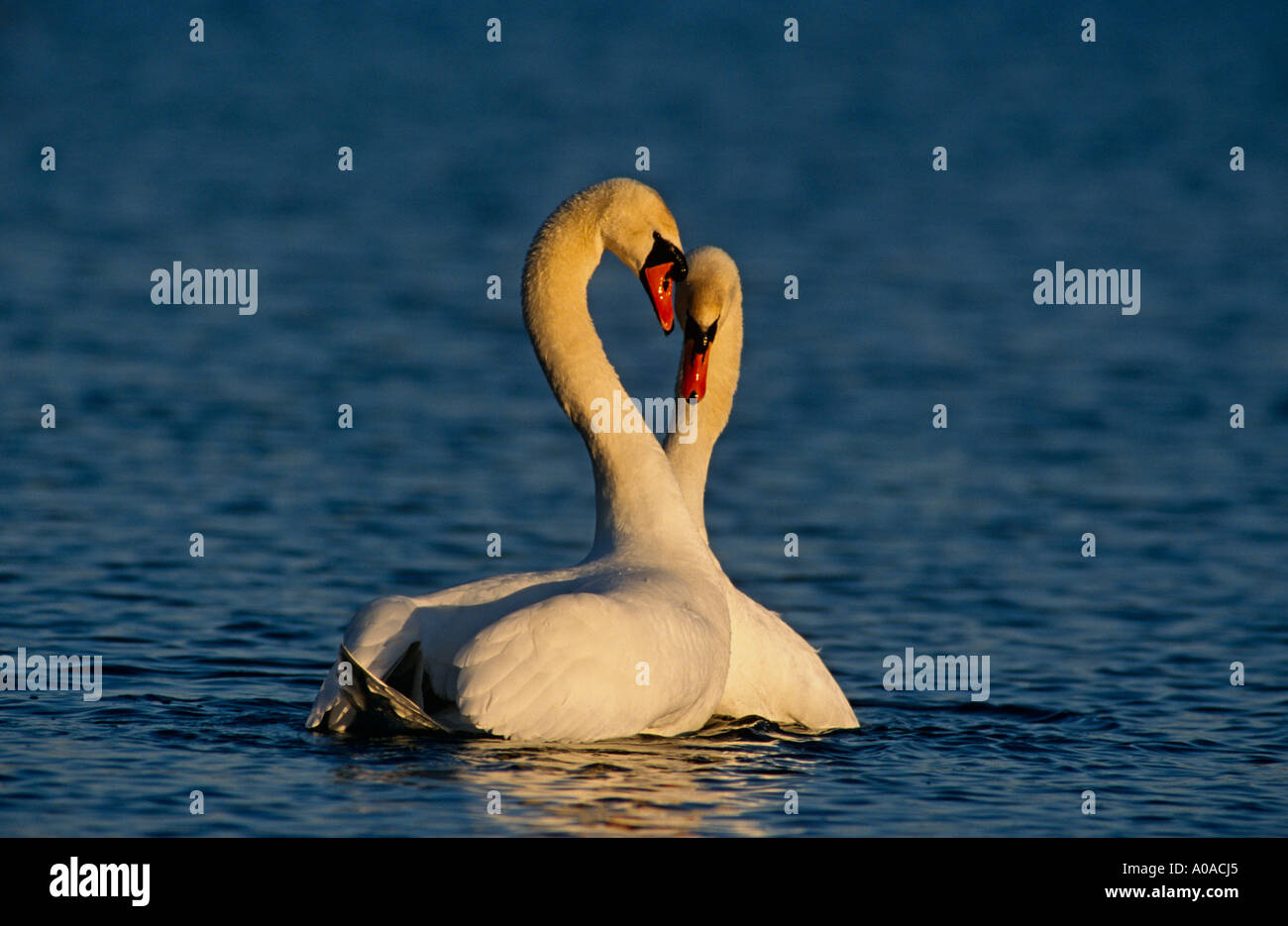 Cigni muti rituali di accoppiamento immagini e fotografie stock ad alta ...
