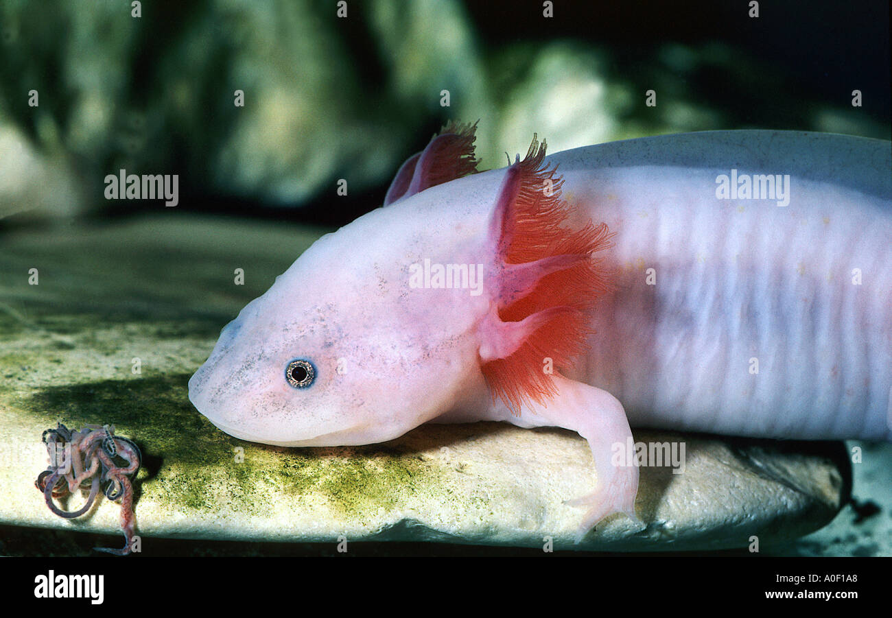 Mexican axolotl albino mexicanum Ambystoma MEXICANUM SIREDON ...
