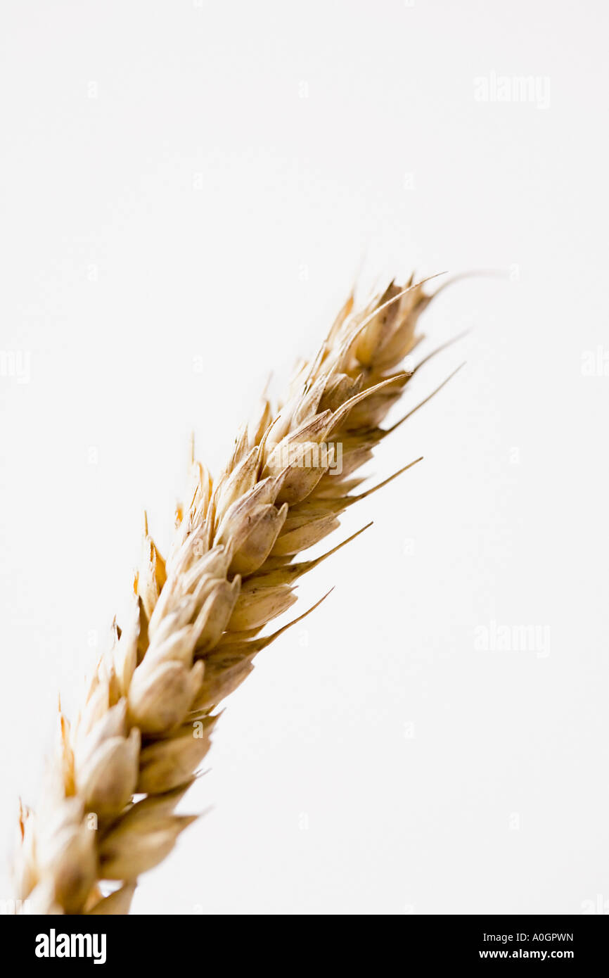 La Pianta Di Grano Immagini e Fotos Stock - Alamy