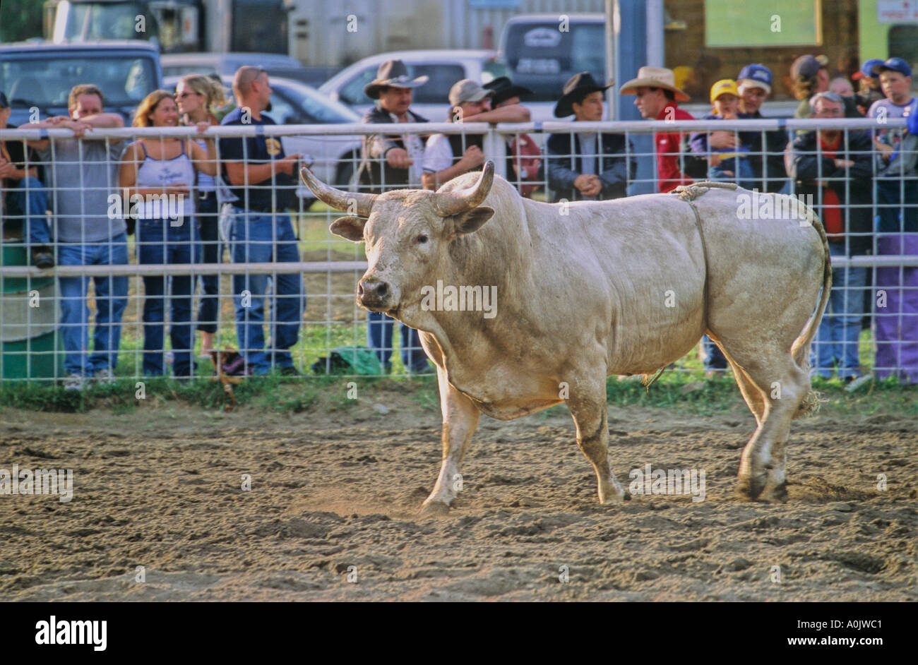 Rodeo toro immagini e fotografie stock ad alta risoluzione - Alamy