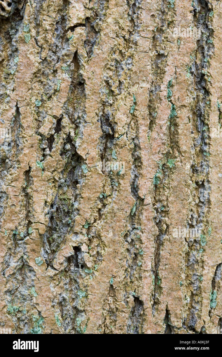 Corteccia di frassino immagini e fotografie stock ad alta risoluzione ...