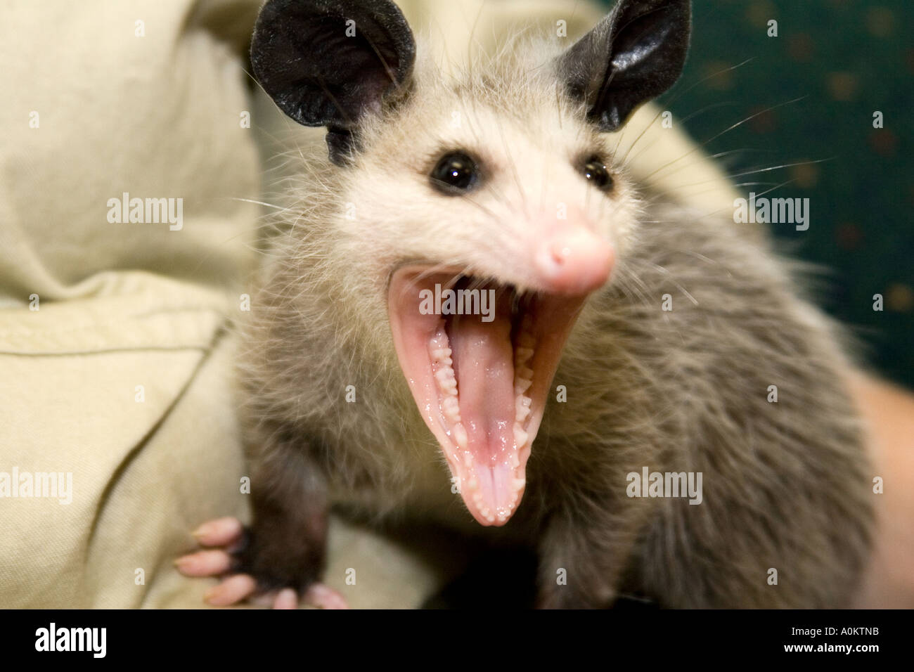 Opossum teeth immagini e fotografie stock ad alta risoluzione - Alamy