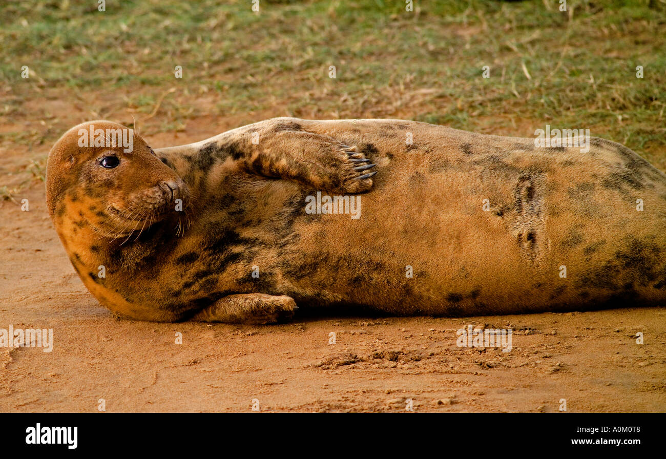 Foca grigia halichoerus grypus femmina immagini e fotografie stock ad ...