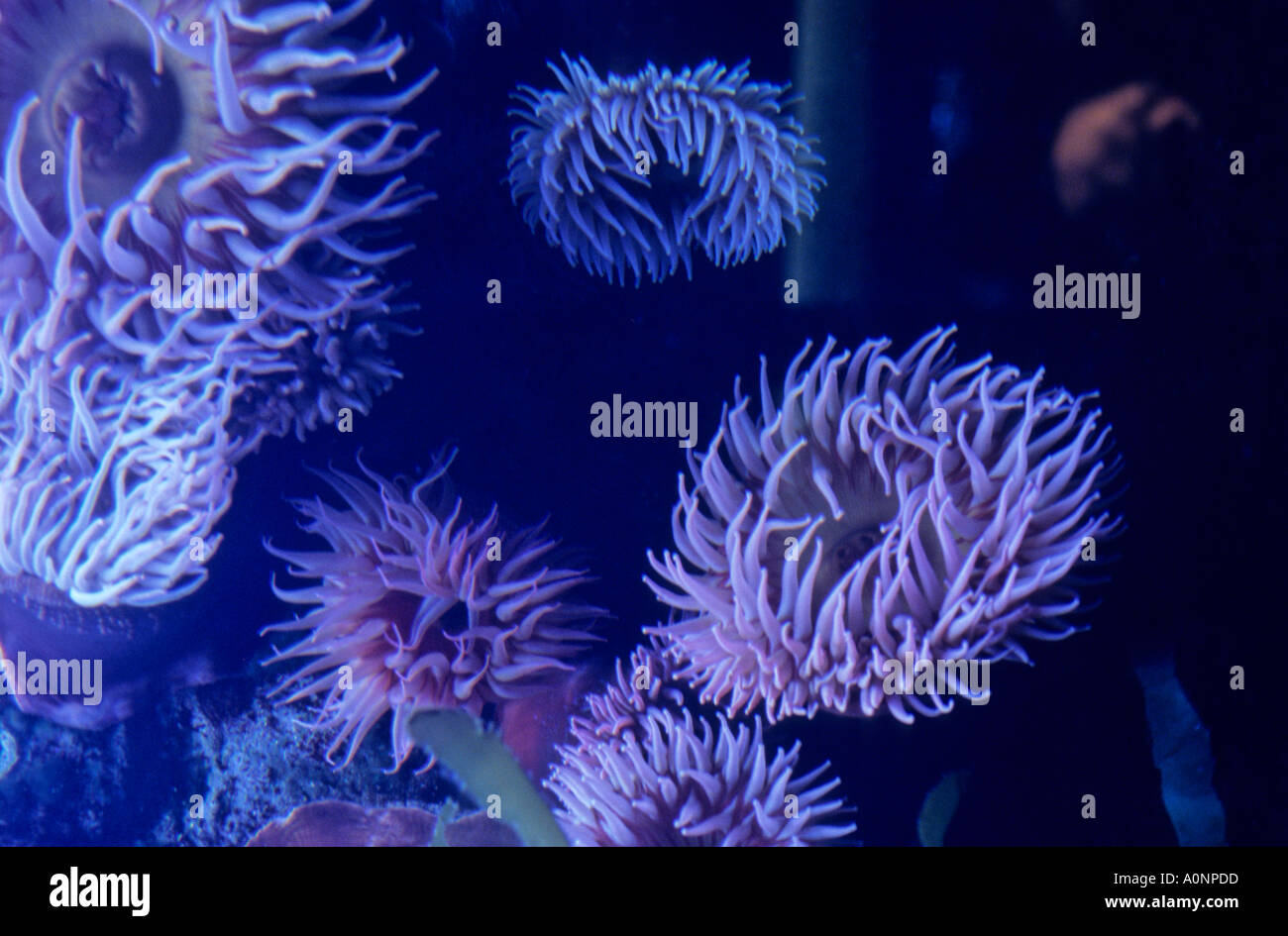 Anenome di mare immagini e fotografie stock ad alta risoluzione - Alamy