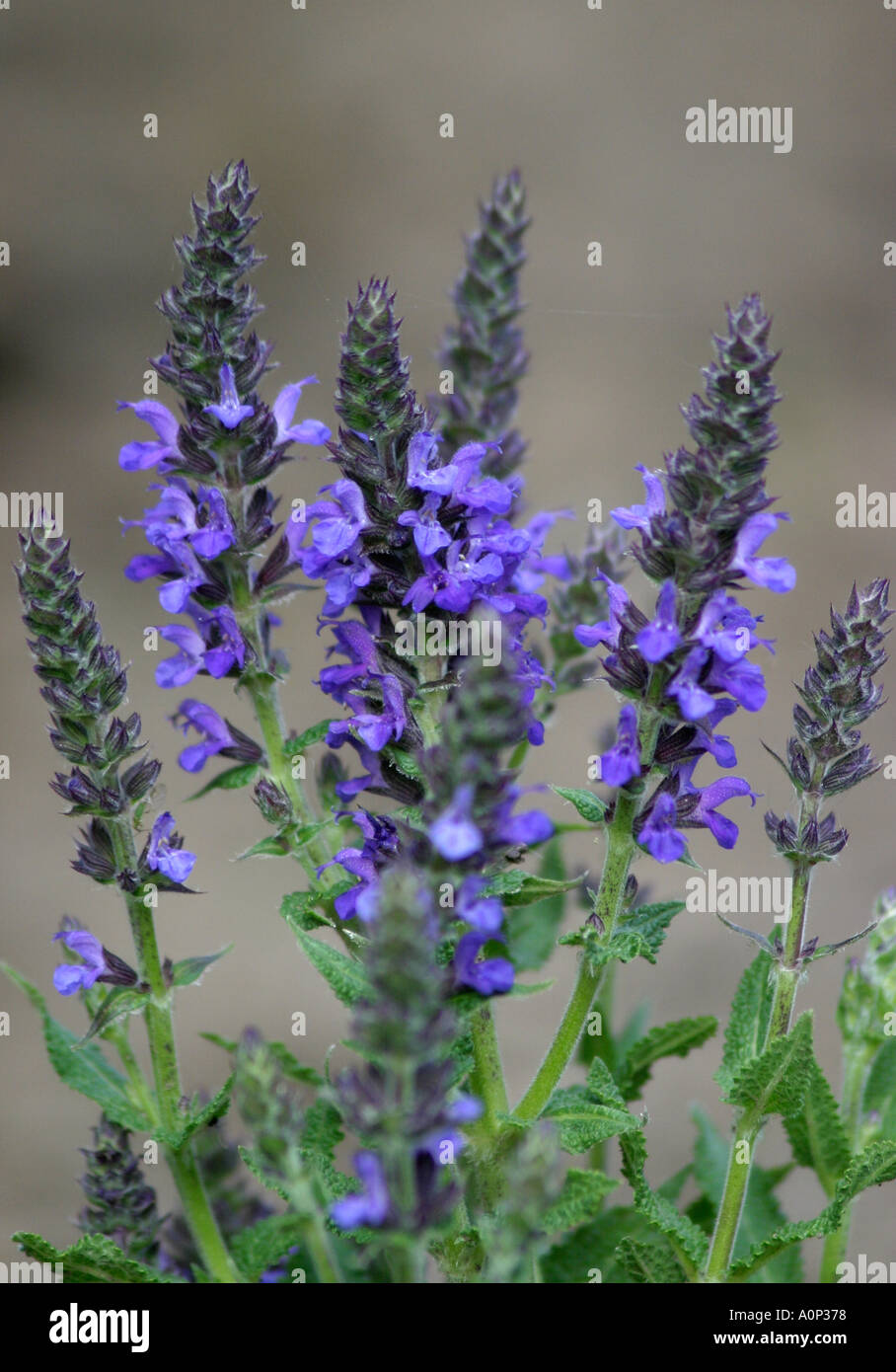 Salvia marcus immagini e fotografie stock ad alta risoluzione - Alamy