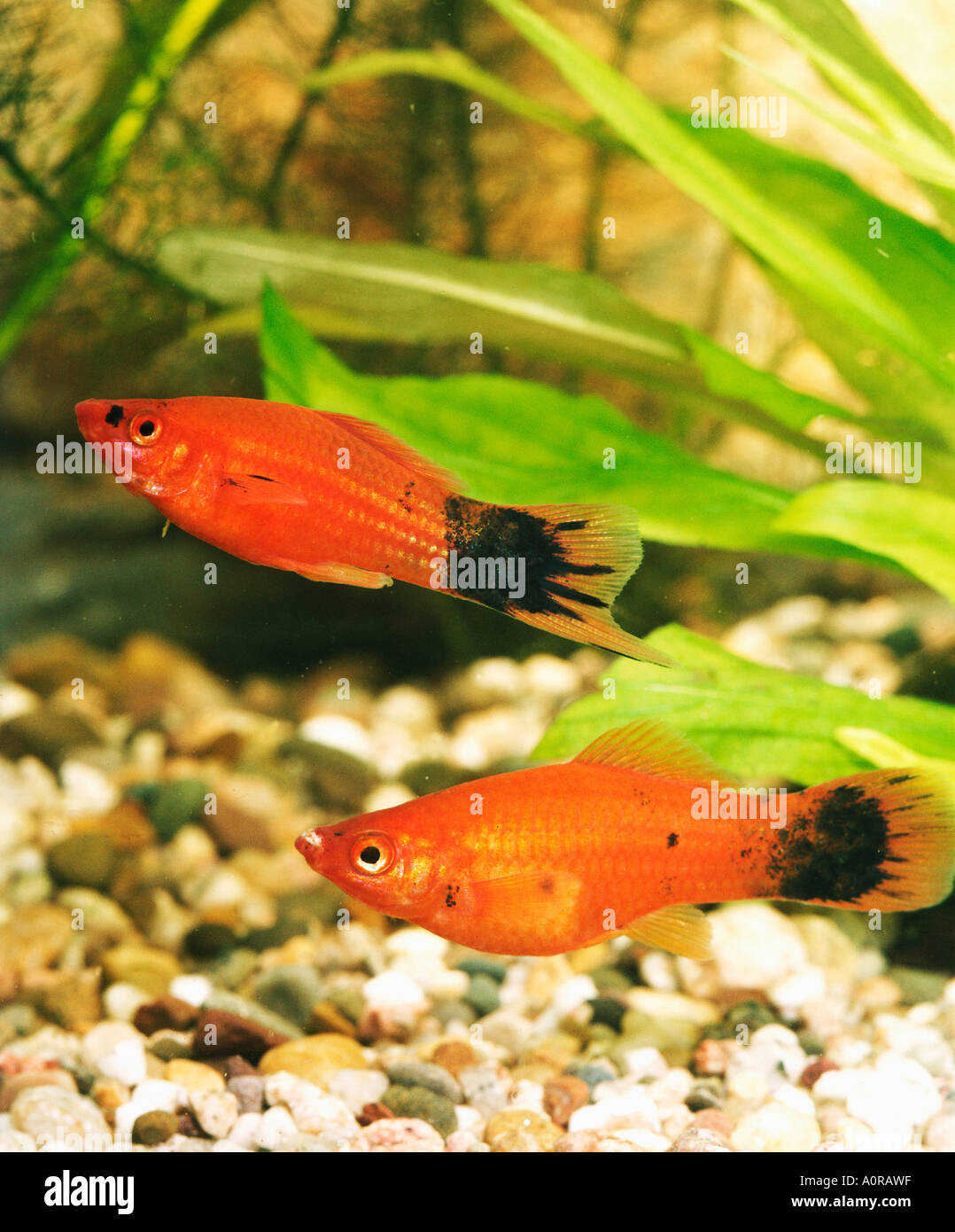 Southern platyfish xiphophorus maculatus immagini e fotografie stock ad ...