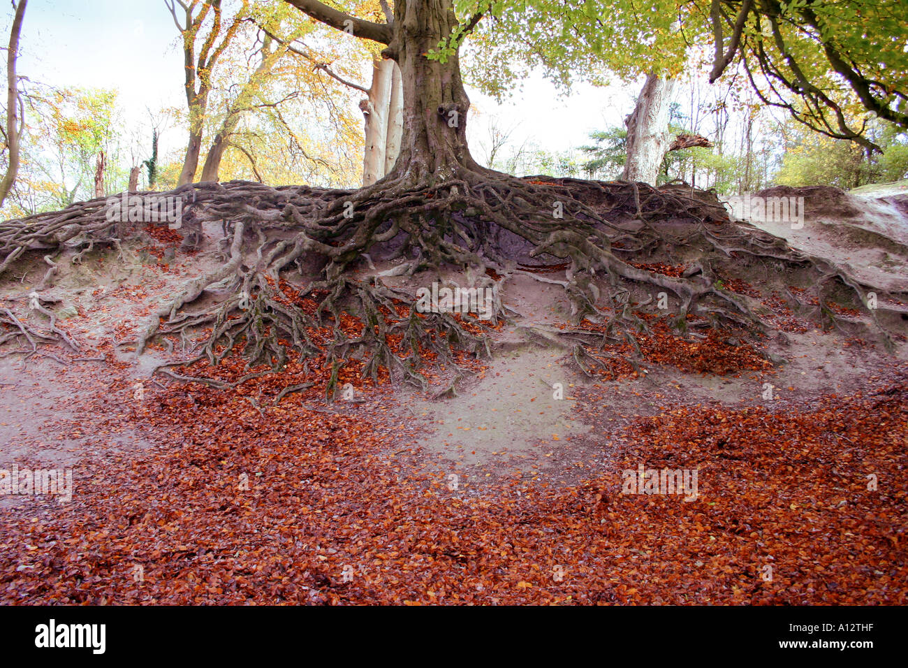 Radice delle radici immagini e fotografie stock ad alta risoluzione - Alamy