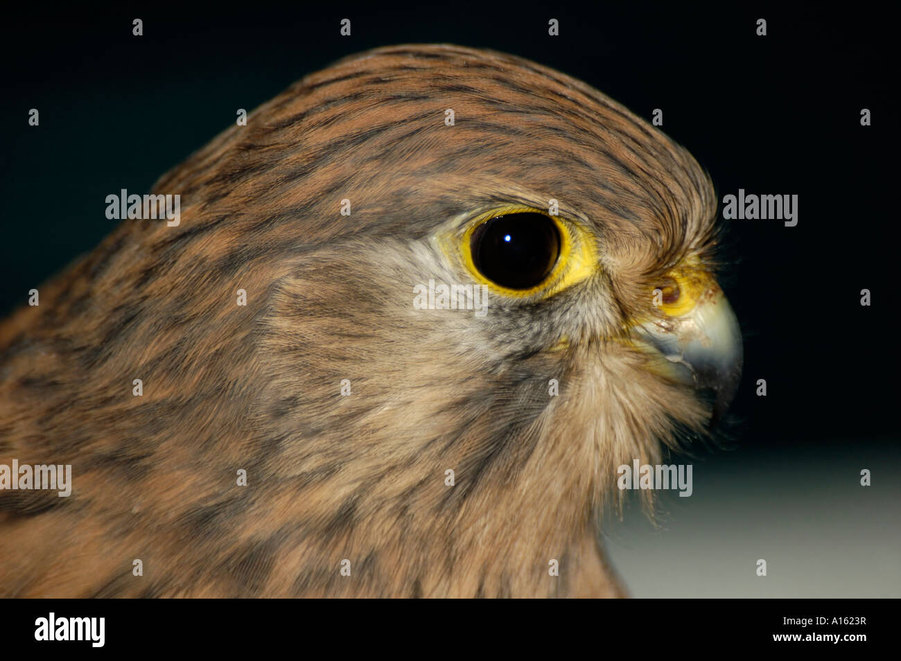 Allerta gheppio comune immagini e fotografie stock ad alta risoluzione ...