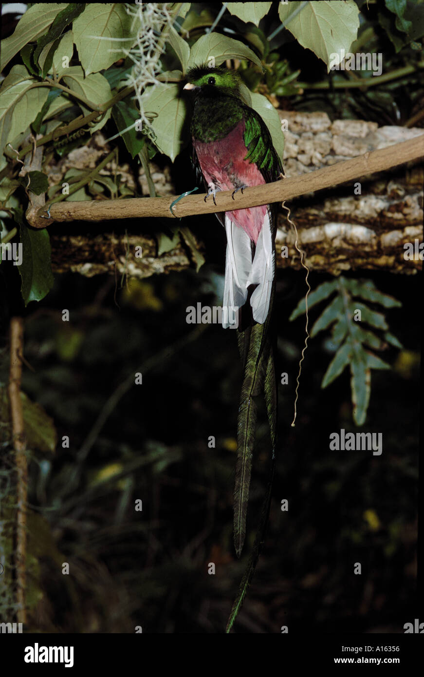 Quetzal bird immagini e fotografie stock ad alta risoluzione - Alamy