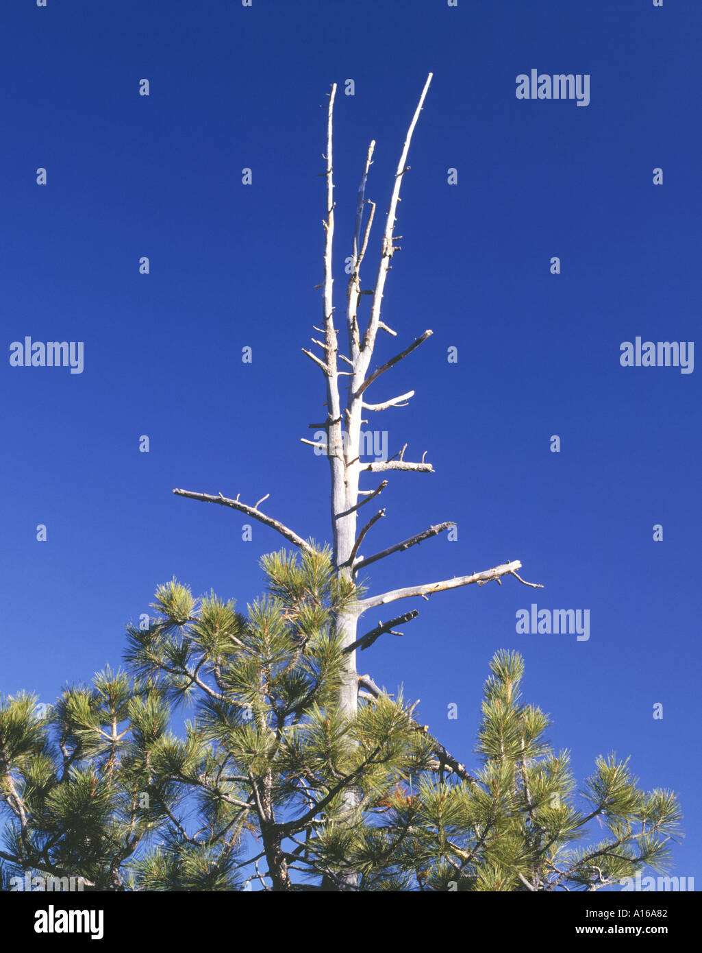 Pioggia acida immagini e fotografie stock ad alta risoluzione - Alamy