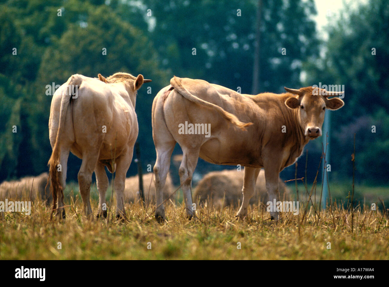 Bovini e vitelli immagini e fotografie stock ad alta risoluzione - Alamy