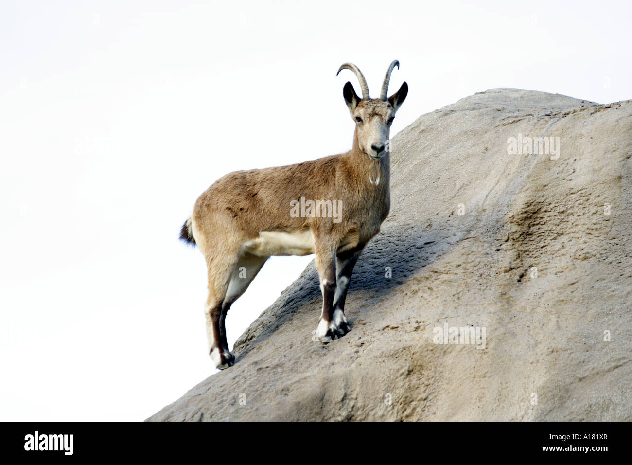Capra sibirica o stambecco immagini e fotografie stock ad alta ...