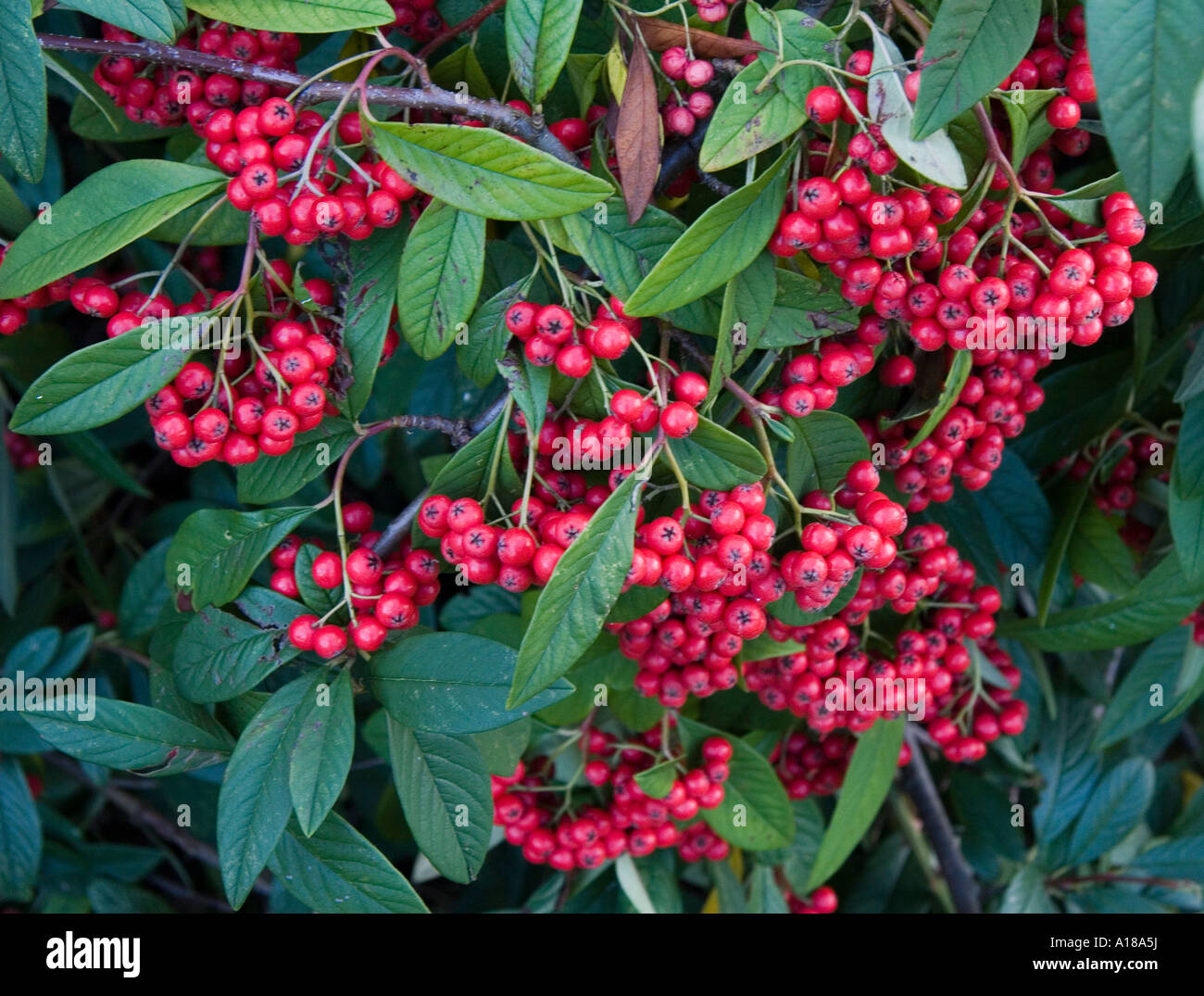 Cotoneaster lacteus immagini e fotografie stock ad alta risoluzione - Alamy