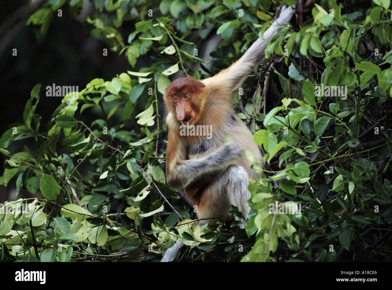 Ugly monkey immagini e fotografie stock ad alta risoluzione - Alamy