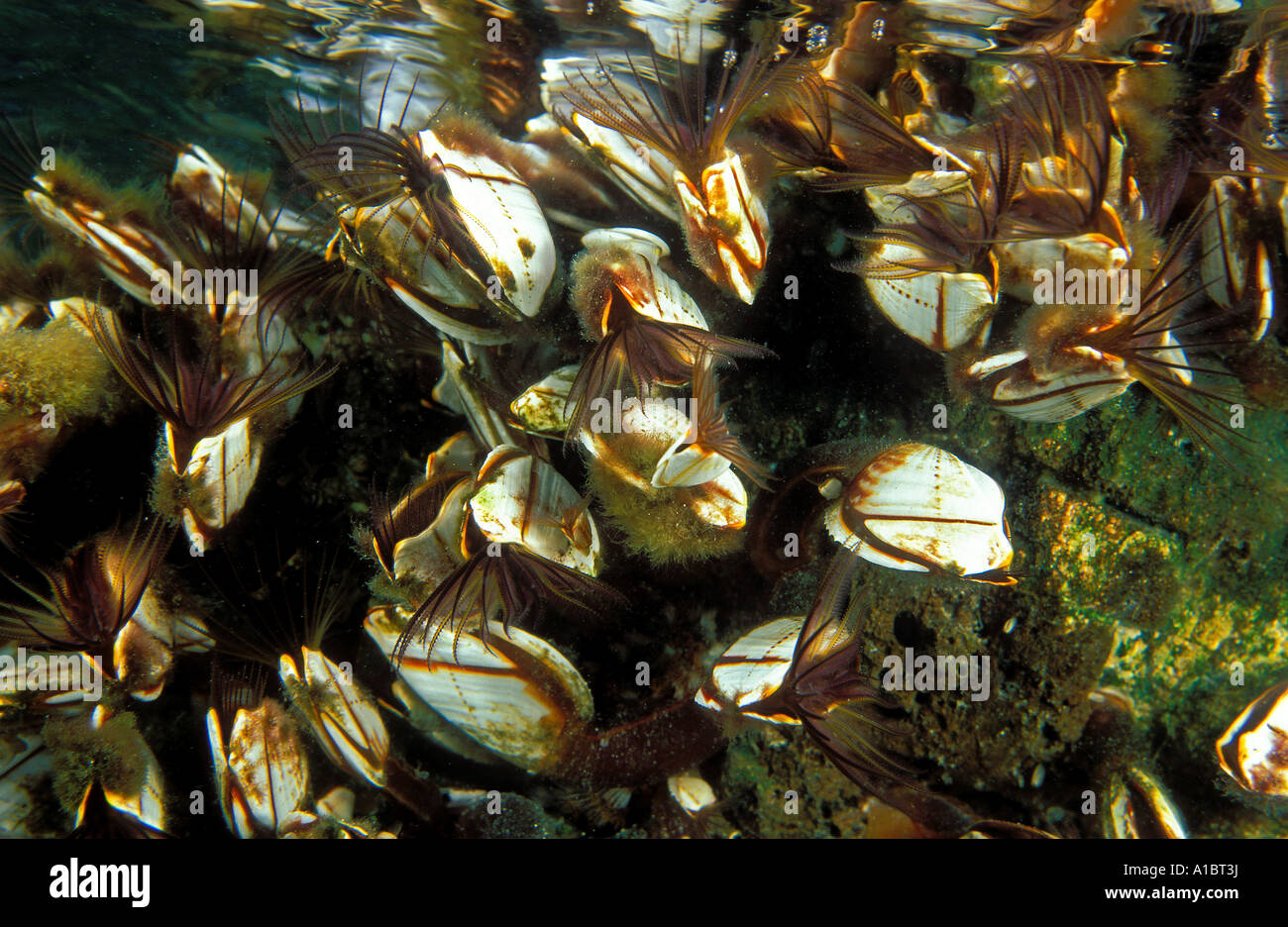 Lepas testudinata immagini e fotografie stock ad alta risoluzione - Alamy