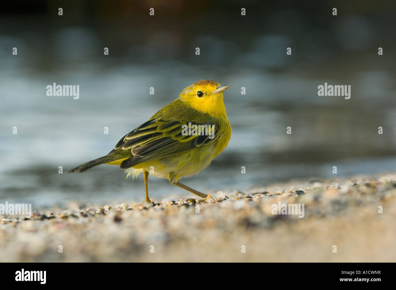 Giallo o Mangrove trillo (Dendroica petechia bryanti) isola di Santiago ...