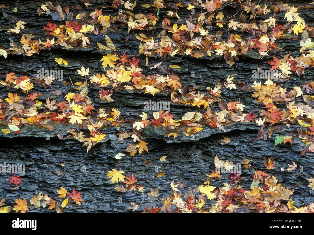 La caduta nera immagini e fotografie stock ad alta risoluzione - Alamy