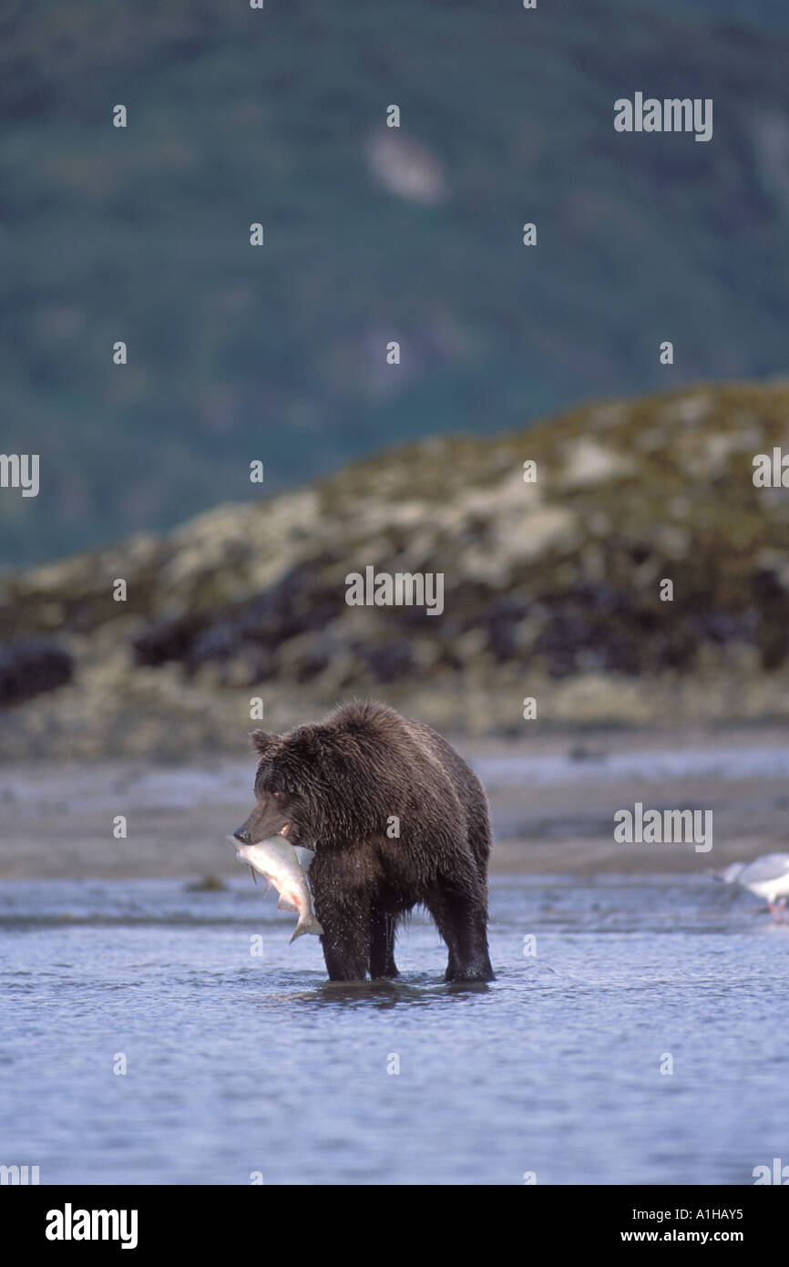 Orso bruno Ursus arctos orso grizzly Ursus horribils con la cattura del ...