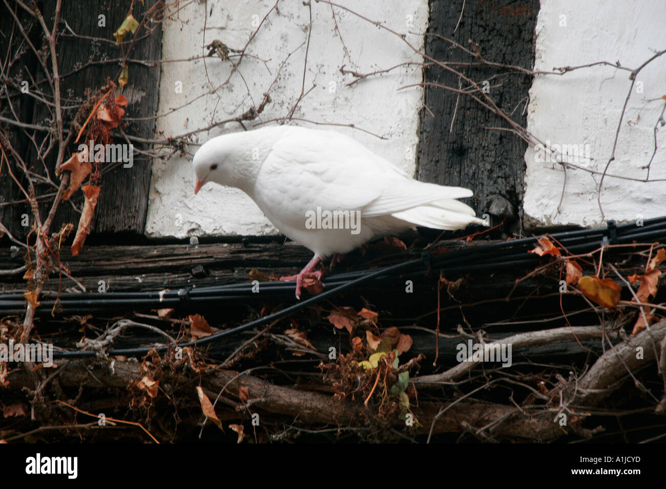 Colomba bianca immagini e fotografie stock ad alta risoluzione - Alamy