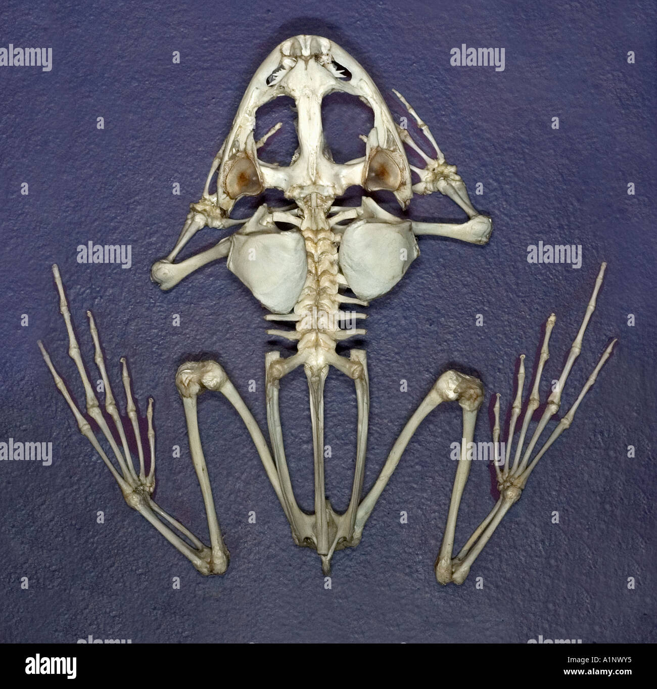 Frog skeleton immagini e fotografie stock ad alta risoluzione - Alamy