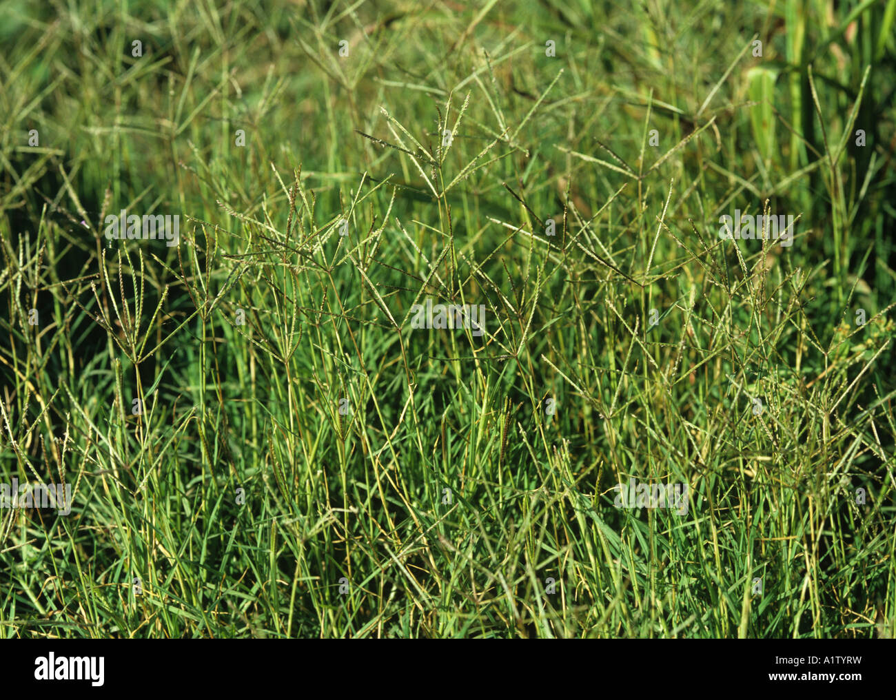 Bermuda grass cynodon dactylon grass immagini e fotografie stock ad ...