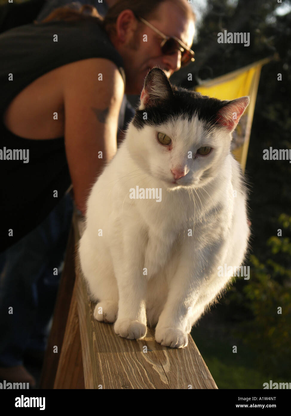 Gatto sulla ringhiera del portico immagini e fotografie stock ad alta ...