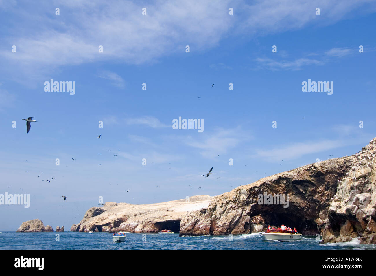Isole di ballestas alla riserva di paracas in perù immagini e ...