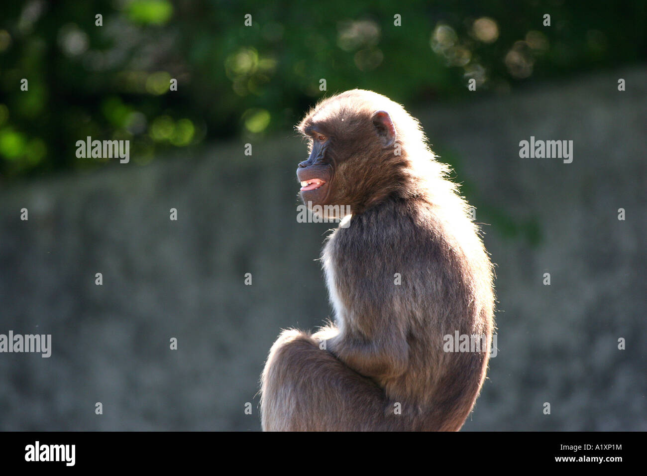Scimmia audace immagini e fotografie stock ad alta risoluzione - Alamy