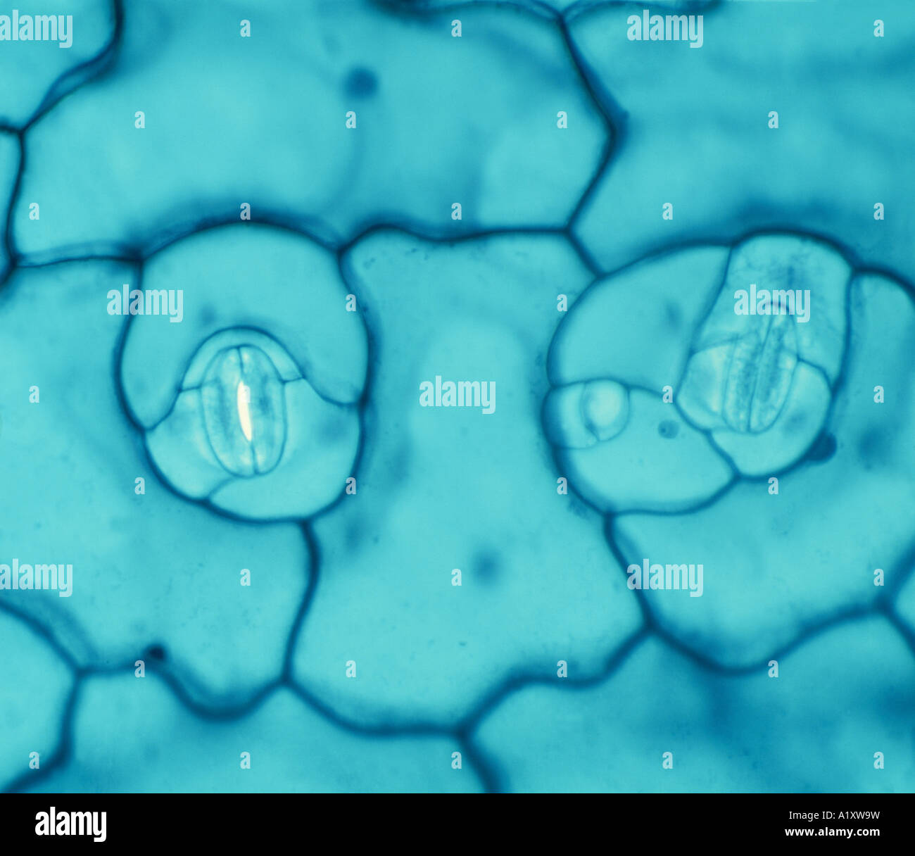 Stomi (SEDUM SP) una aperta e l'altra chiusa, sulla epidermide della ...
