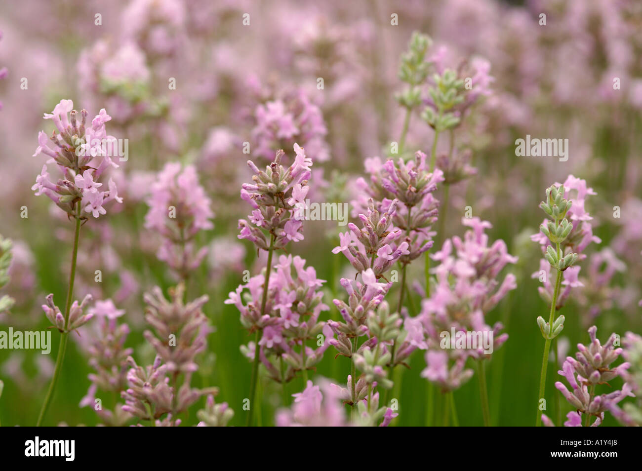 Lavandula angustifolia rosea immagini e fotografie stock ad alta ...