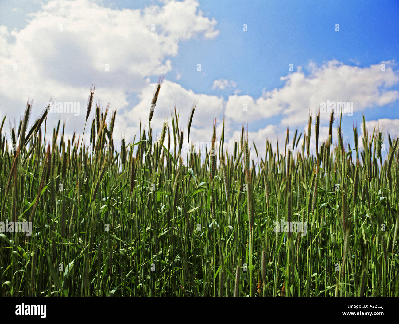 Spighe di segale verde secale cereale immagini e fotografie stock ad ...