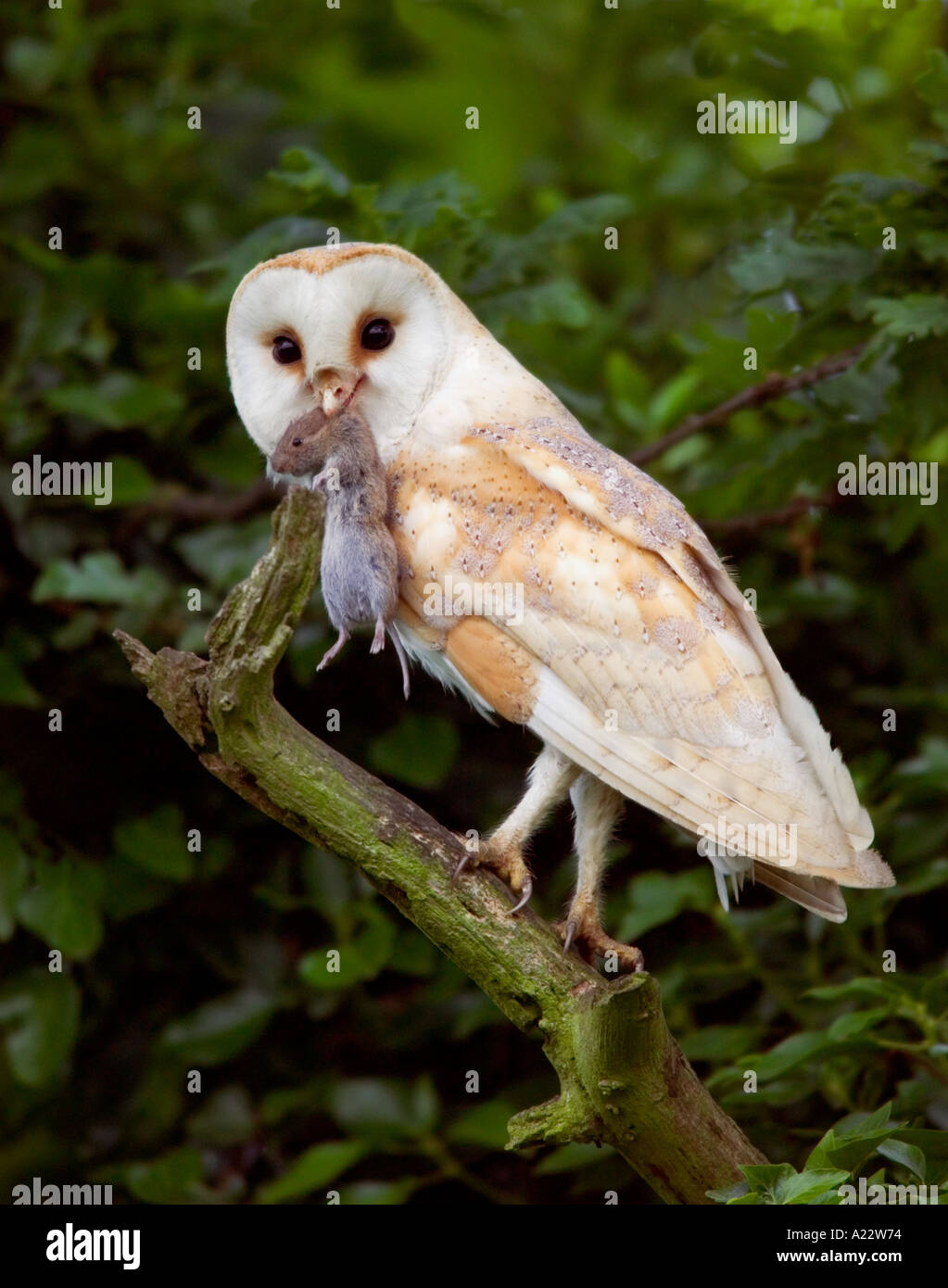 Barbagianni Tyto alba con breve tailed vole Microtus agrestis ...