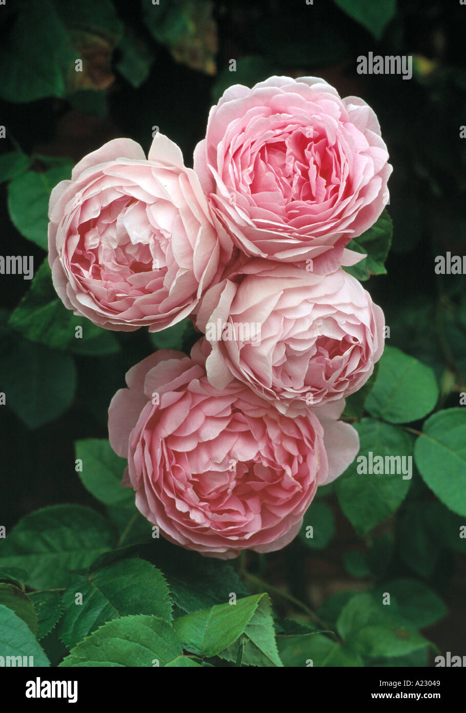 Constance spry rose immagini e fotografie stock ad alta risoluzione - Alamy
