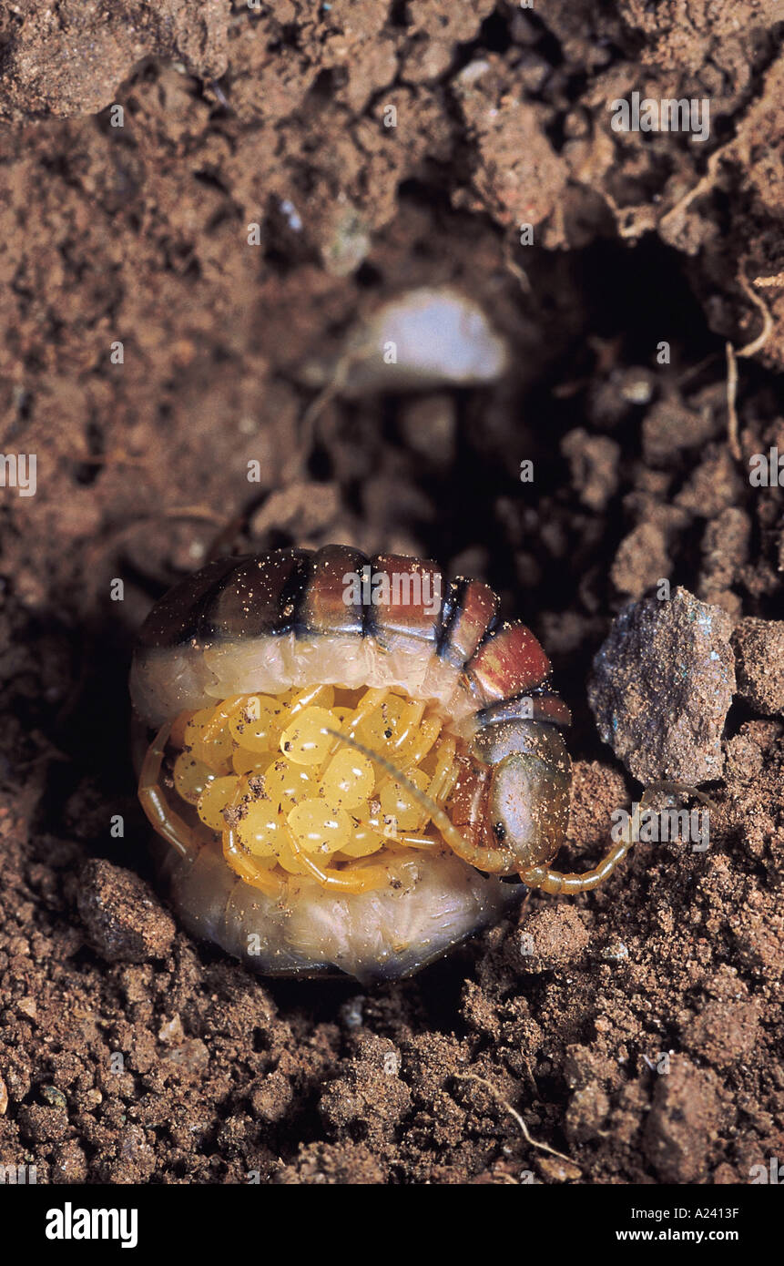 Insetti che depongono le uova immagini e fotografie stock ad alta ...