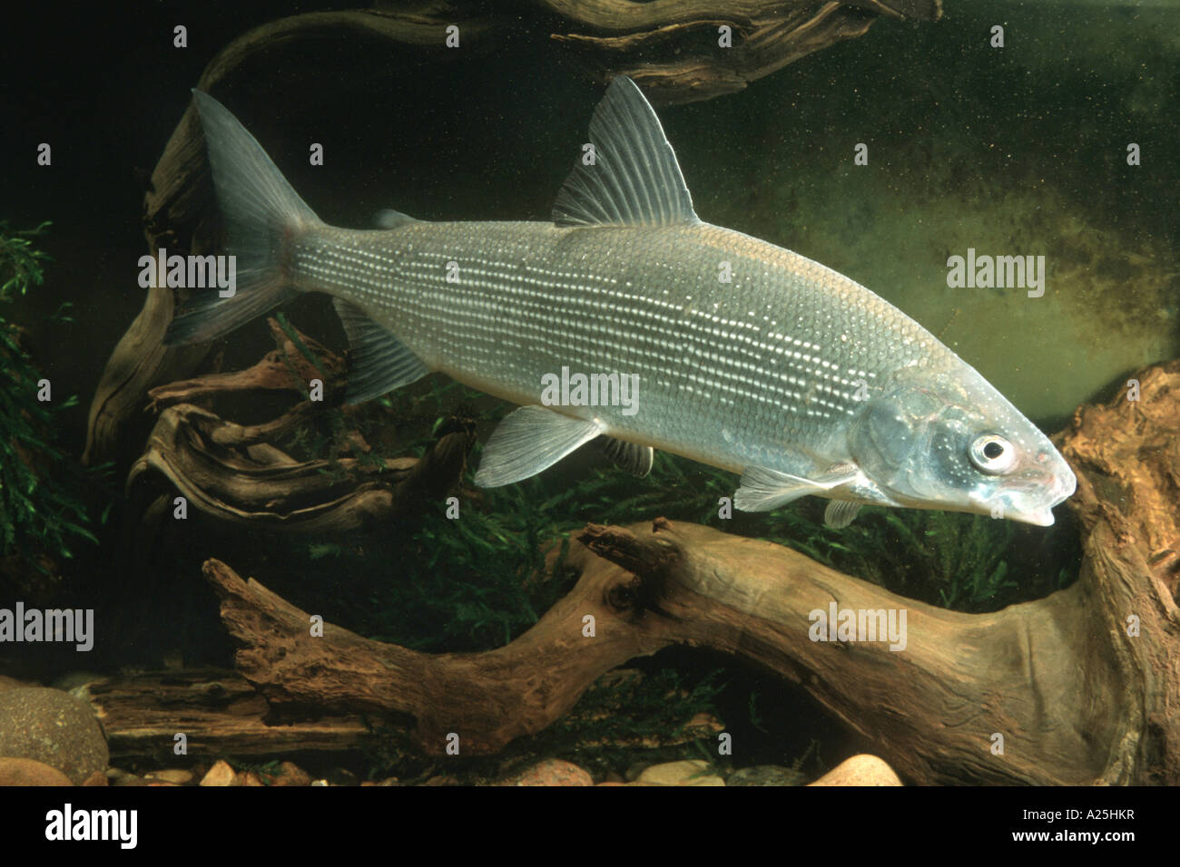 Coregonus widegreni immagini e fotografie stock ad alta risoluzione - Alamy