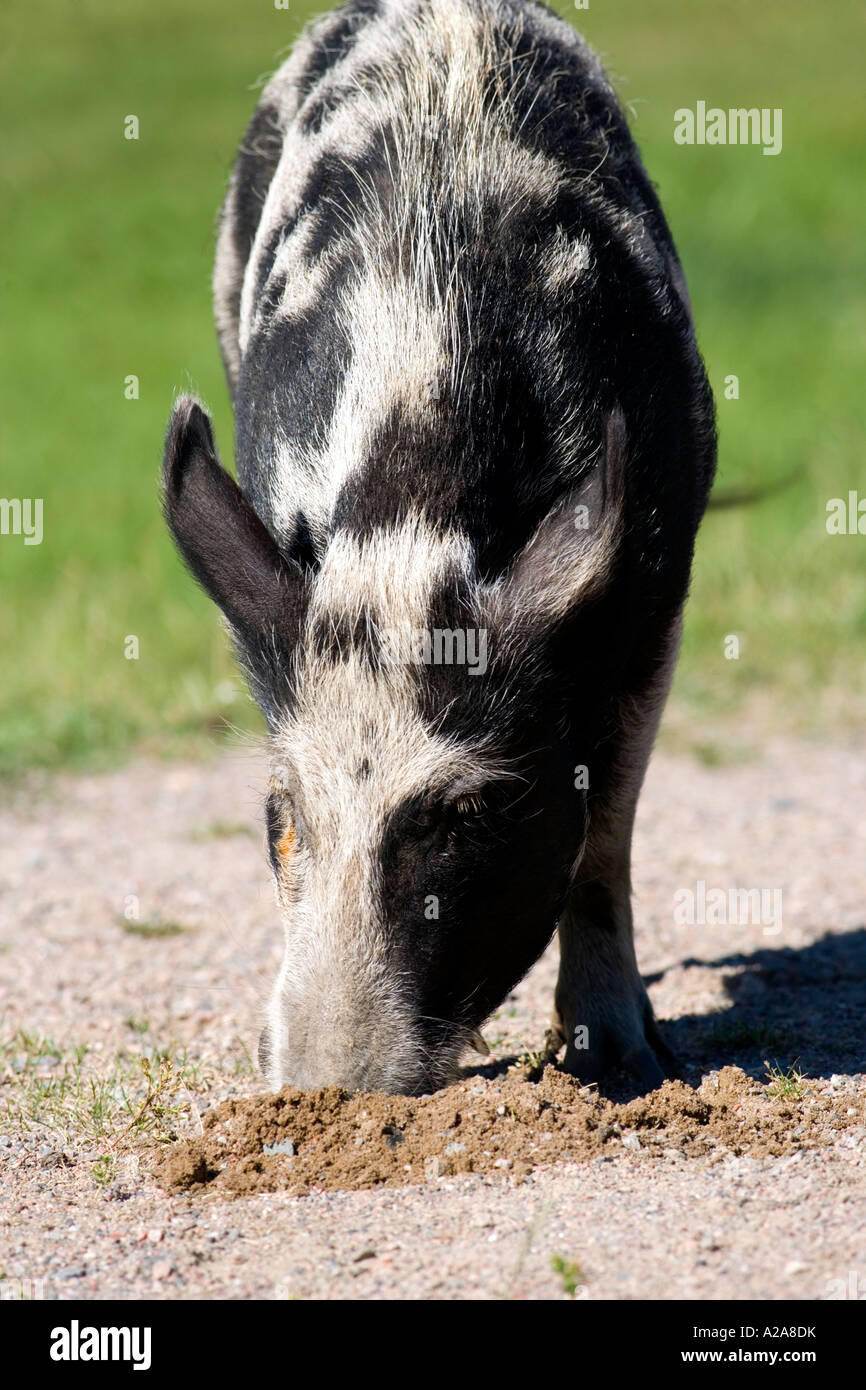 Scrofa domesticus immagini e fotografie stock ad alta risoluzione - Alamy