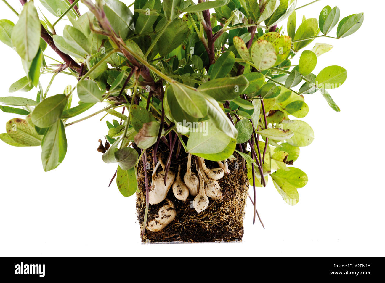 Impianto di arachidi immagini e fotografie stock ad alta risoluzione ...