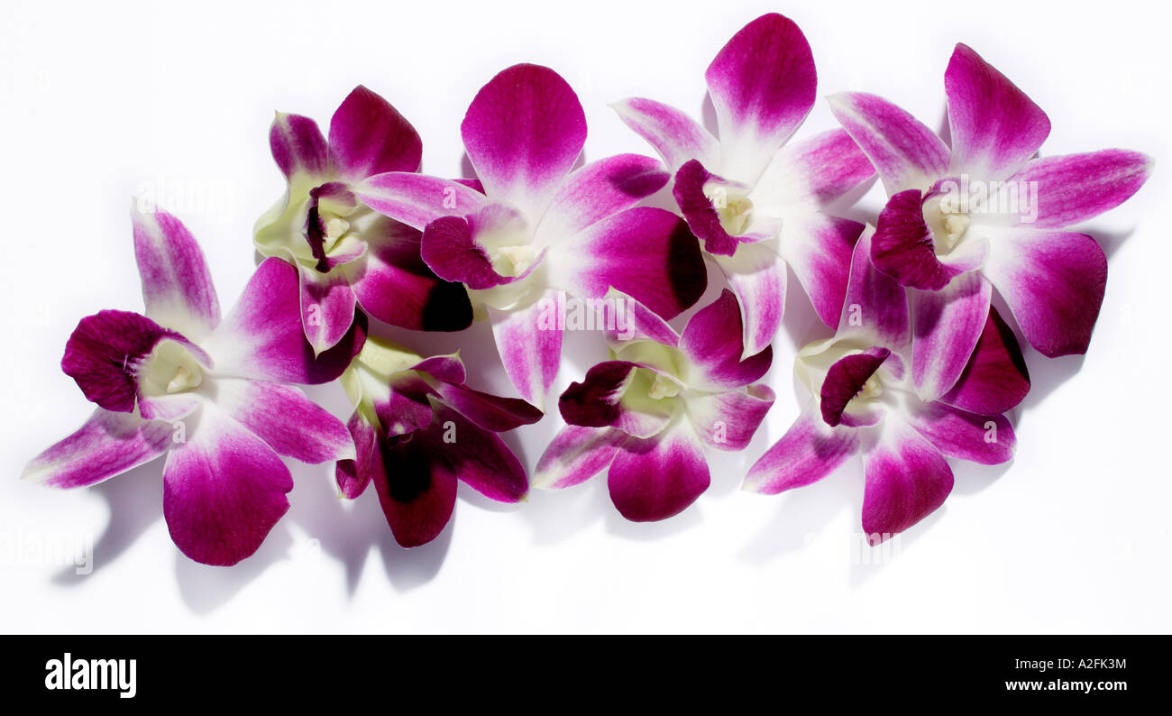 Orchidee colorate Immagini senza sfondo e Foto Stock ritagliate - Alamy