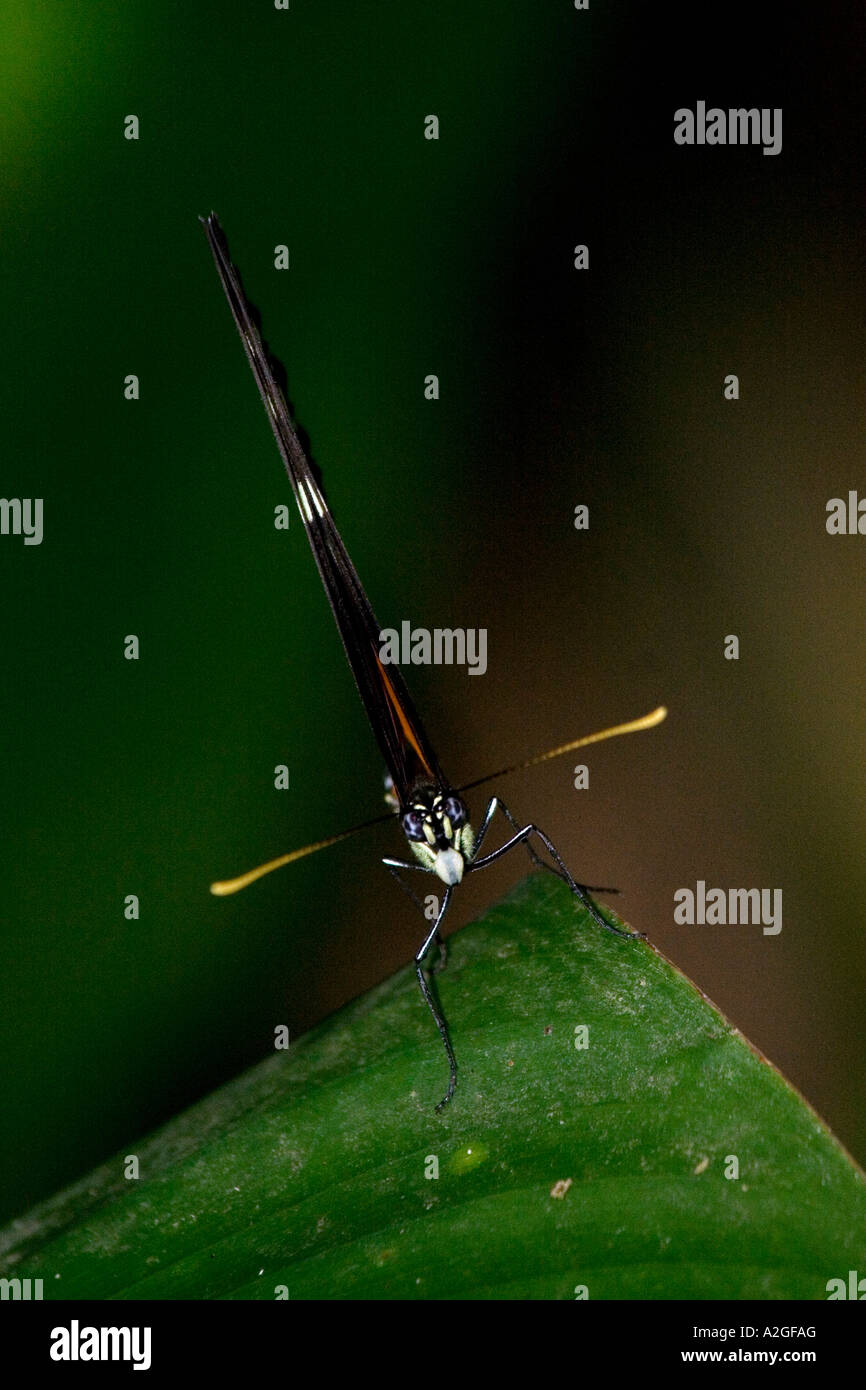 Farfalla lepidotteri neoptera pterygota insecta hexapoda arthropoda ...