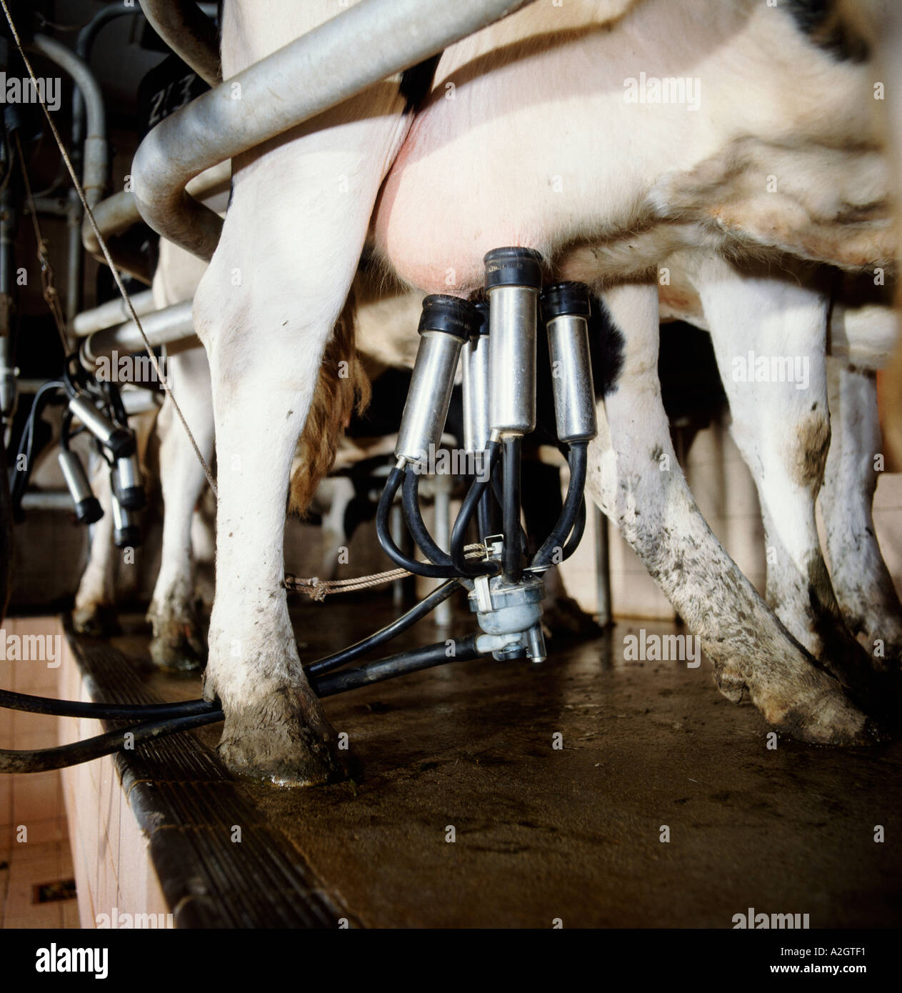 Milking the cow immagini e fotografie stock ad alta risoluzione - Alamy
