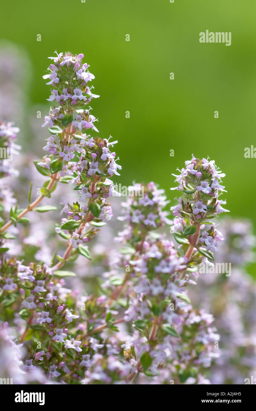 Fiori di tim immagini e fotografie stock ad alta risoluzione - Alamy
